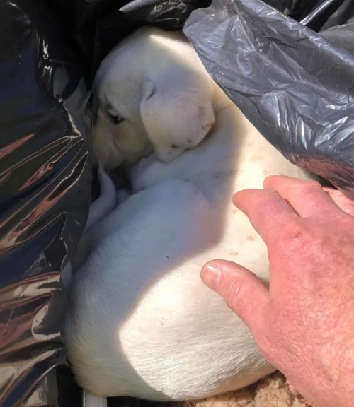 Terrified Puppy Was Dumped Into A Pile of Trash By Clean Up Crew ...