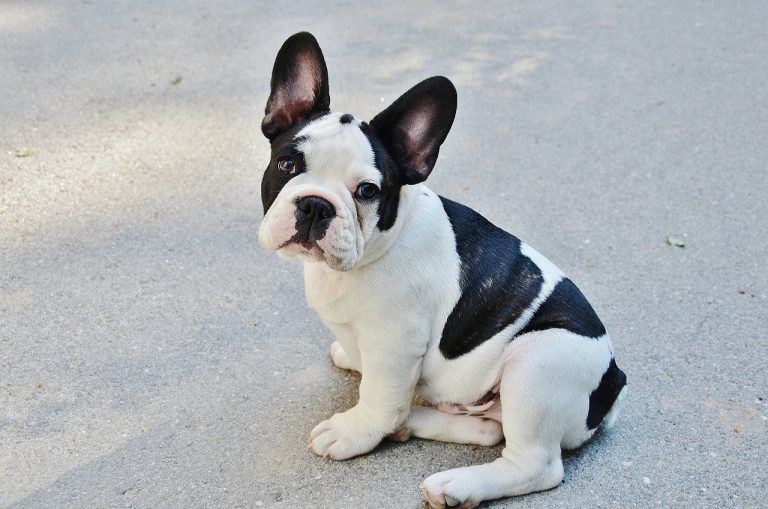 The 12 Most Popular Dog Breeds in Europe - iHeartDogs.com