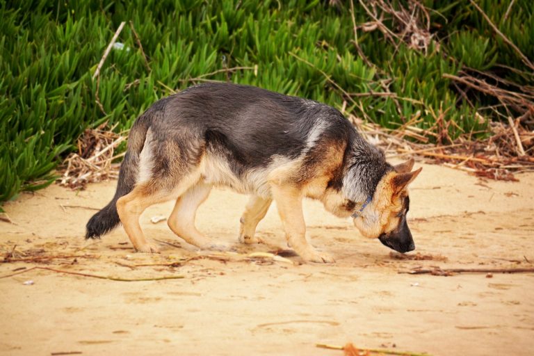 22 Dog Breeds That Are Incredible Sniffers - iHeartDogs.com