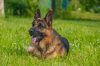 12 Most Regal Dog Breeds: We Countdown The Dogs That Exude Majesty ...