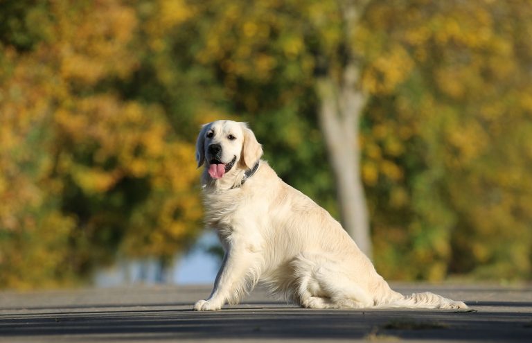 The 10 Most Food-Obsessed Dog Breeds - iHeartDogs.com