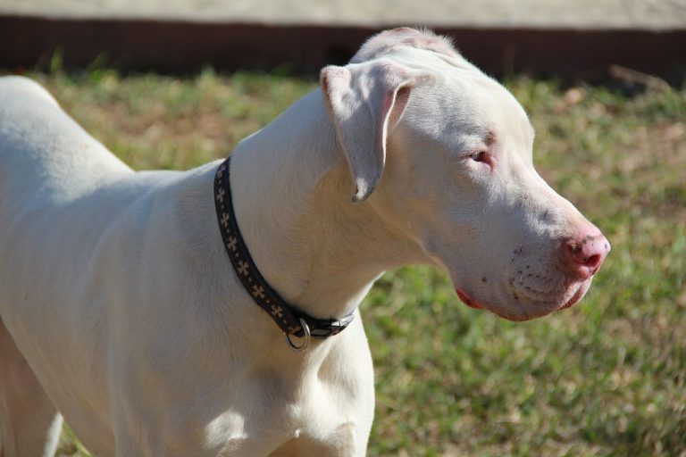 15 Dog Breeds That Would Slay In The Baddie Aesthetic - iHeartDogs.com