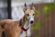10 Dog Breeds with the Least Health Problems - iHeartDogs.com