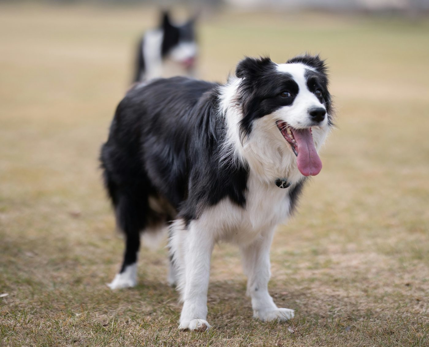Piebald Dog Breeds 2026: The Genetics, the Patterns, and 9 Striking ...
