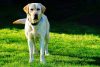 The 15 Most Clingy Dog Breeds On The Planet - iHeartDogs.com