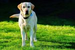 The 15 Most Clingy Dog Breeds On The Planet - iHeartDogs.com