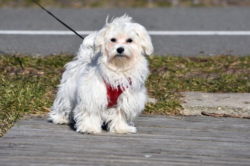 17 Low-Maintenance Dogs That Seniors Will Love - iHeartDogs.com