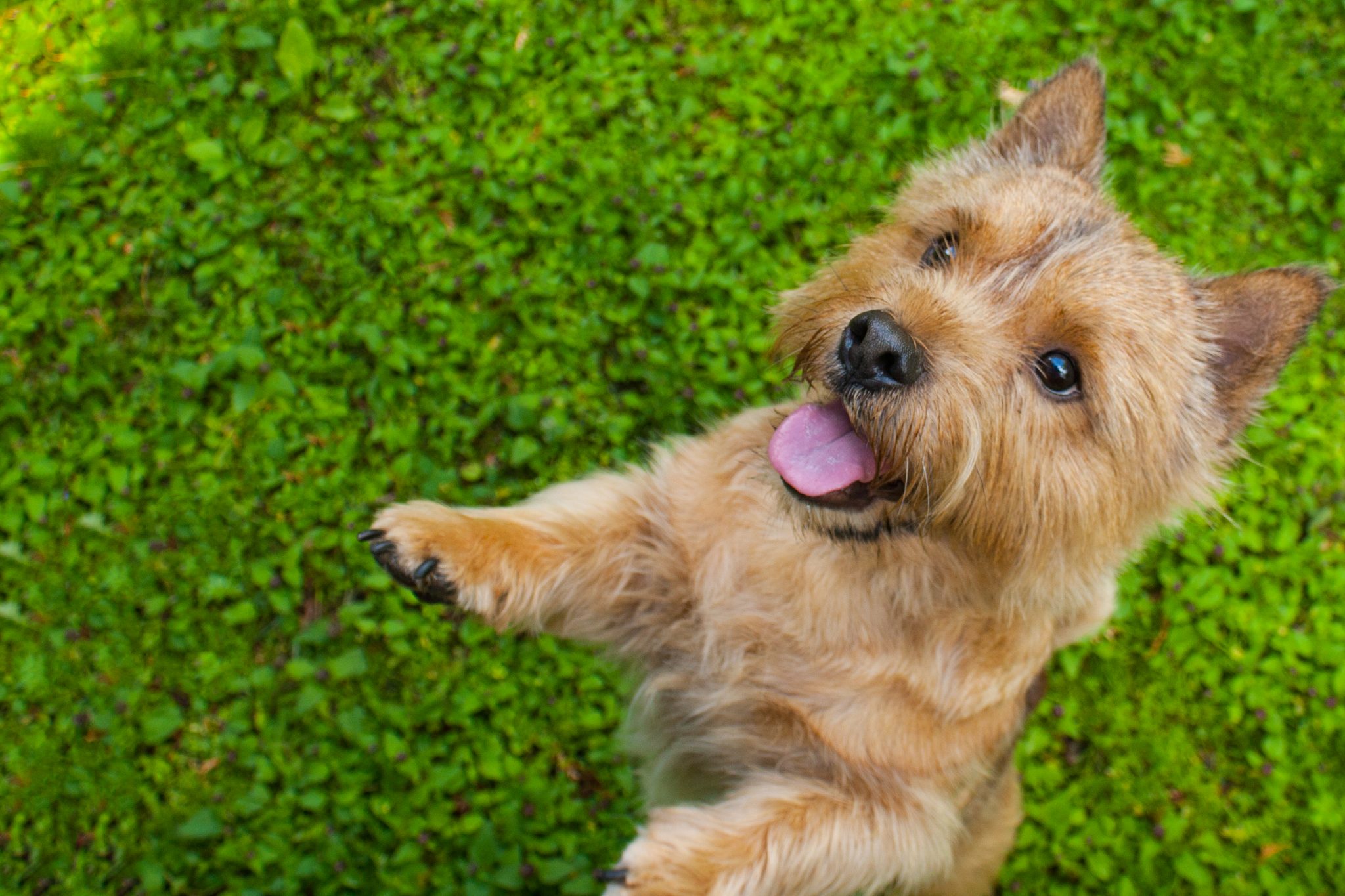 22 Small Dog Breeds That Are As Cute As They Are Compact - iHeartDogs.com