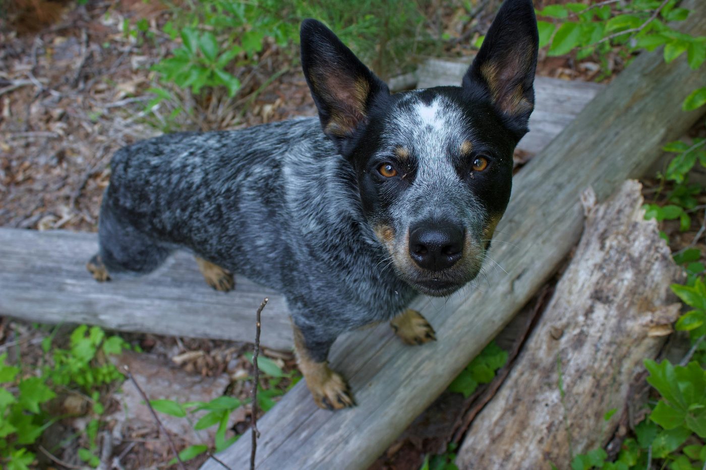 10 Dog Breeds with the Least Health Problems - iHeartDogs.com