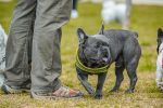12 Best Dog Breeds for College Students - iHeartDogs.com