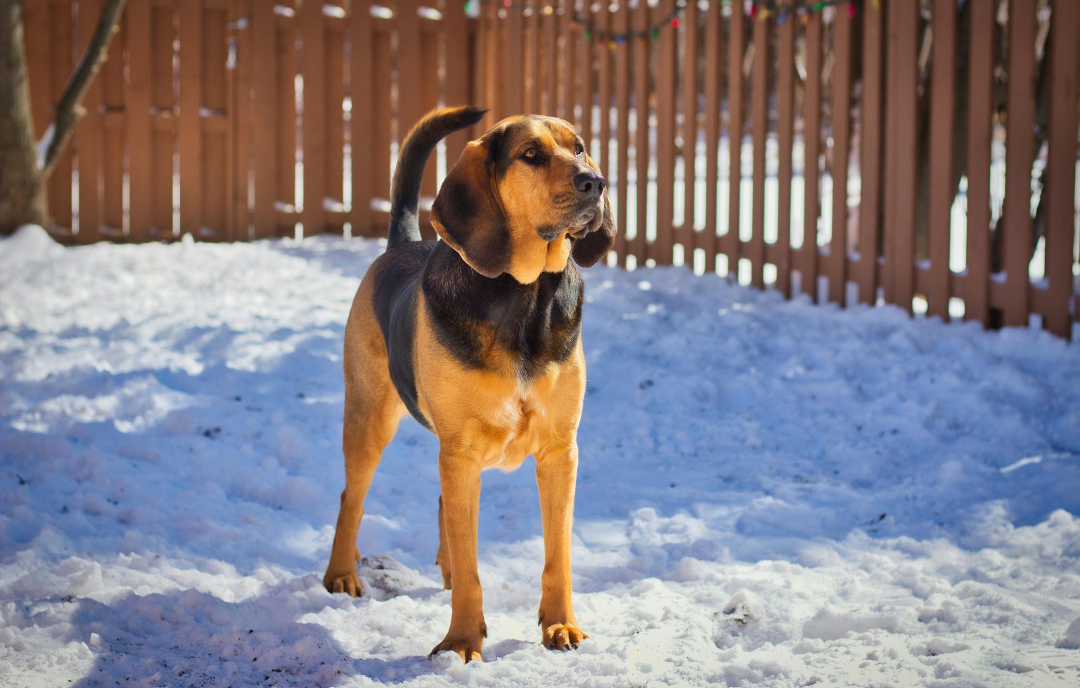 The History and Origin of the Bloodhound: A Comprehensive Look ...