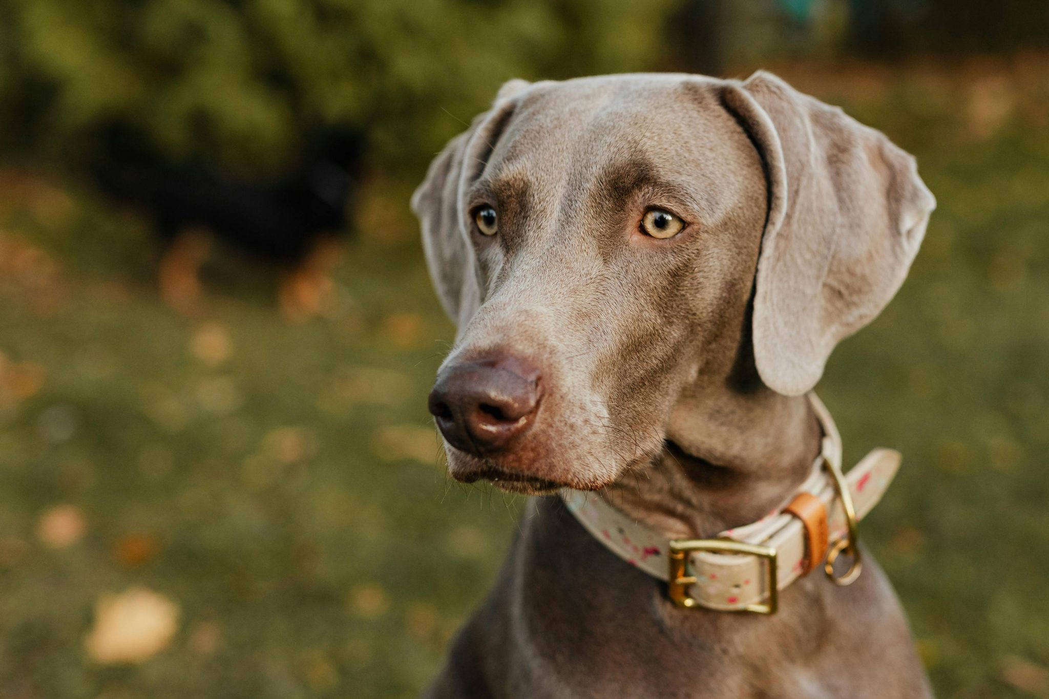 7 Dog Breeds with Silver Coats - iHeartDogs.com