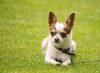 10 Dog Breeds with the Least Health Problems - iHeartDogs.com