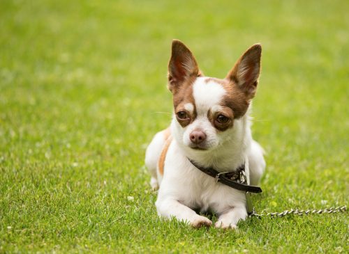10 Dog Breeds with the Least Health Problems - iHeartDogs.com