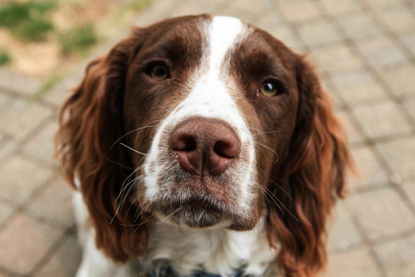 10 Dog Breeds with the Least Health Problems - iHeartDogs.com