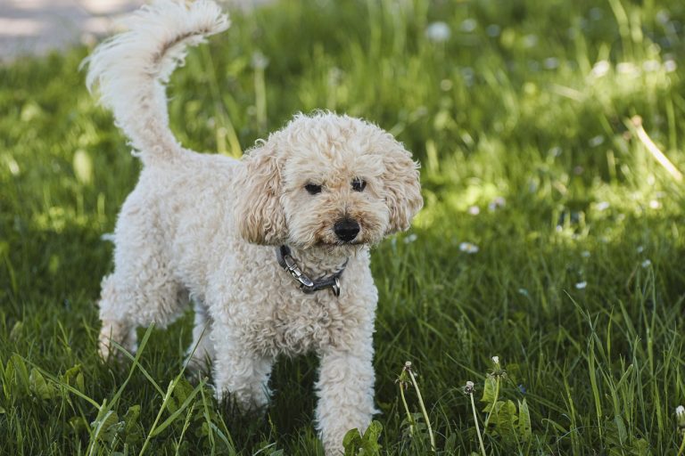 The 15 Most Loving Dog Breeds On The Planet - iHeartDogs.com