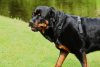 The 12 Most Popular Dog Breeds in Europe - iHeartDogs.com