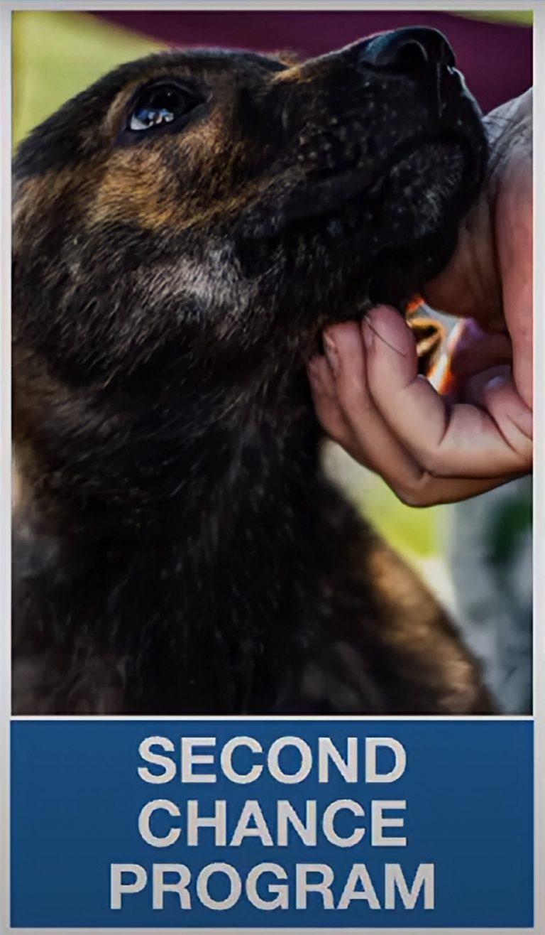 Local Correctional Center Is Helping Inmates Train Dogs Before Going To ...