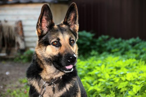 The 12 Most Popular Dog Breeds in Europe - iHeartDogs.com