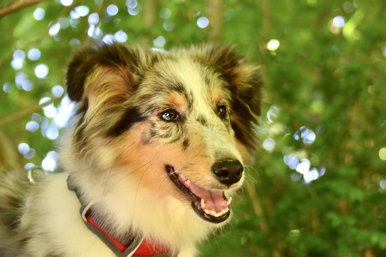 The 15 Most Clingy Dog Breeds On The Planet
