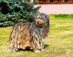 12 Most Exotic Dog Breeds: We Countdown The Dogs That Are Rare and ...