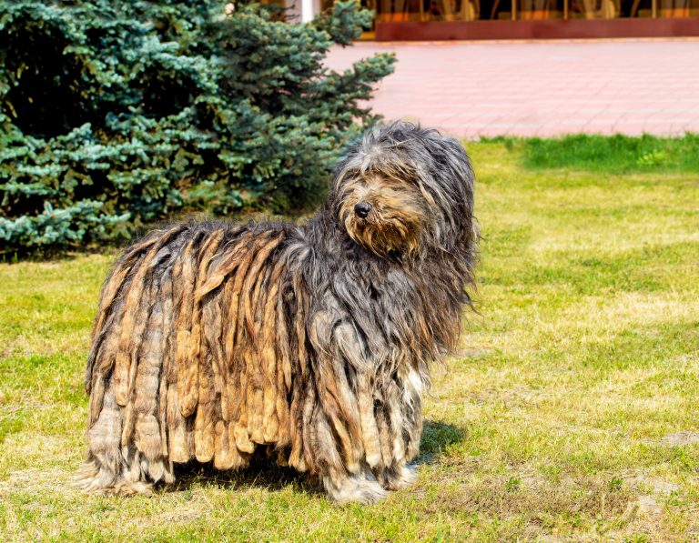 12 Most Exotic Dog Breeds: We Countdown The Dogs That Are Rare and ...