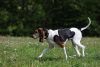 22 Dog Breeds That Are Incredible Sniffers - iHeartDogs.com