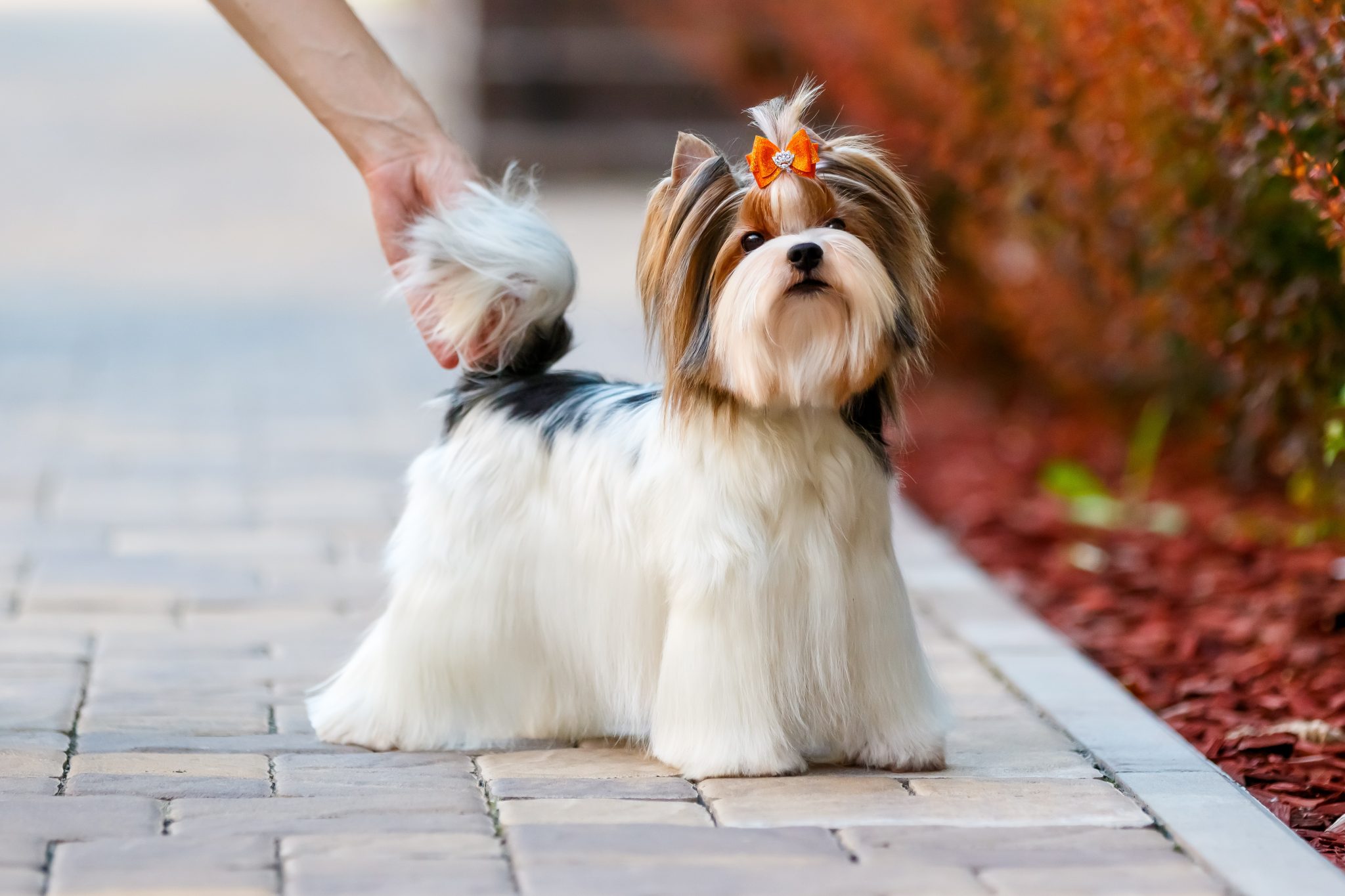 13 Best Small Dog Breeds For Snuggly Companionship - iHeartDogs.com