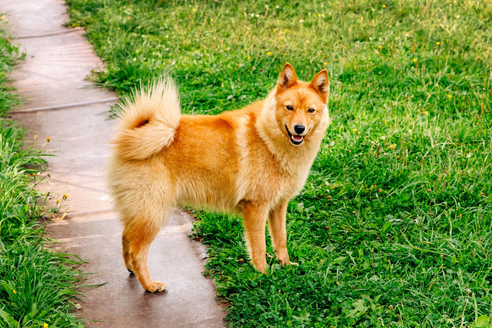10 Dog Breeds Similar to Shiba Inu