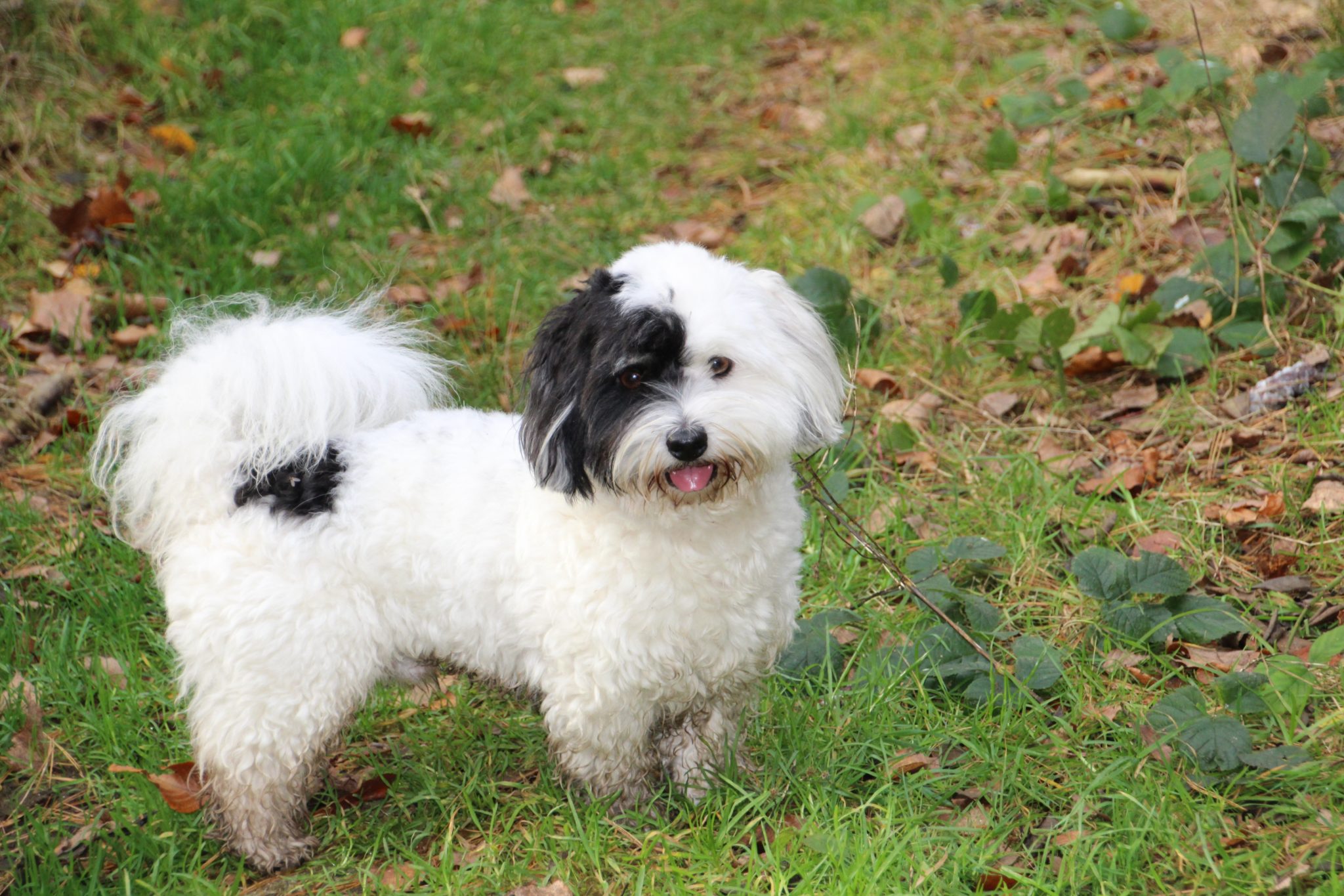 17 Low-Maintenance Dogs That Seniors Will Love