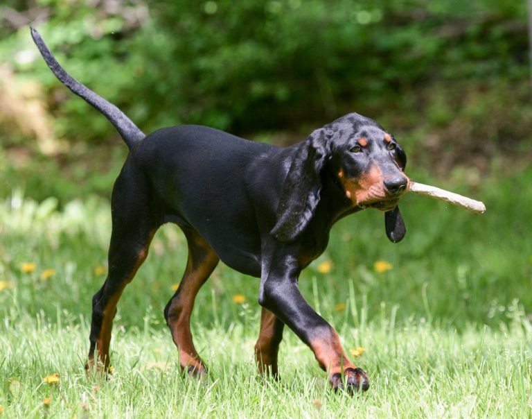 9 Dog Breeds That Have The Most Unique Fur Colors & Patterns ...