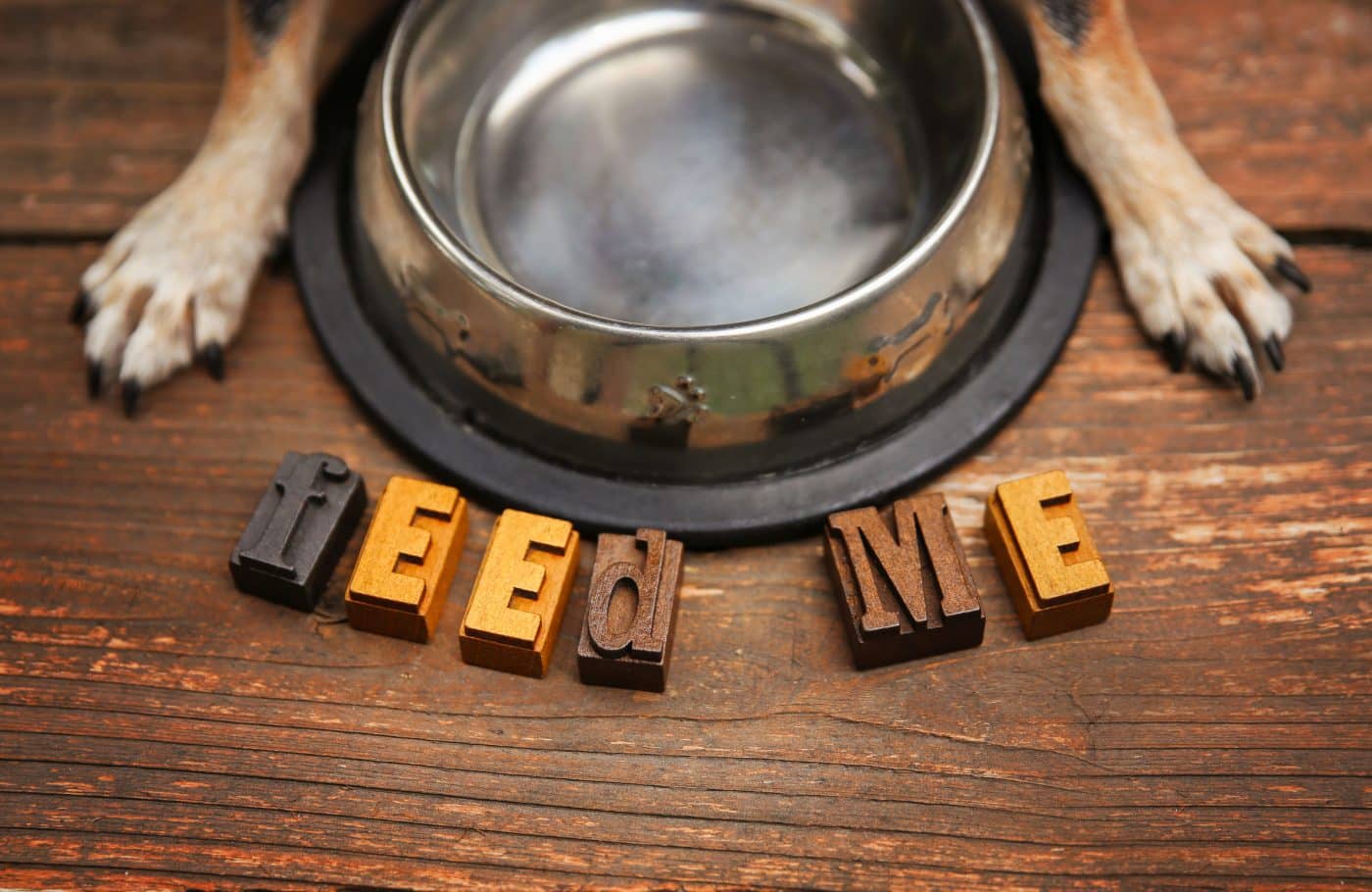 6 Best Refrigerated Dog Foods-2025 - iHeartDogs.com