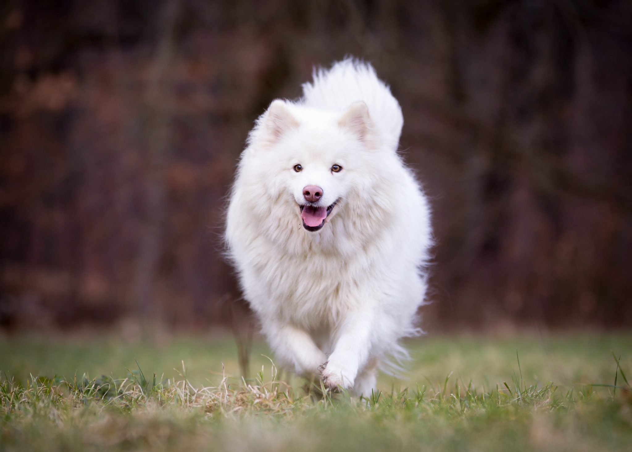 Top 25 Dog Breeds That Love Without Limits - iHeartDogs.com