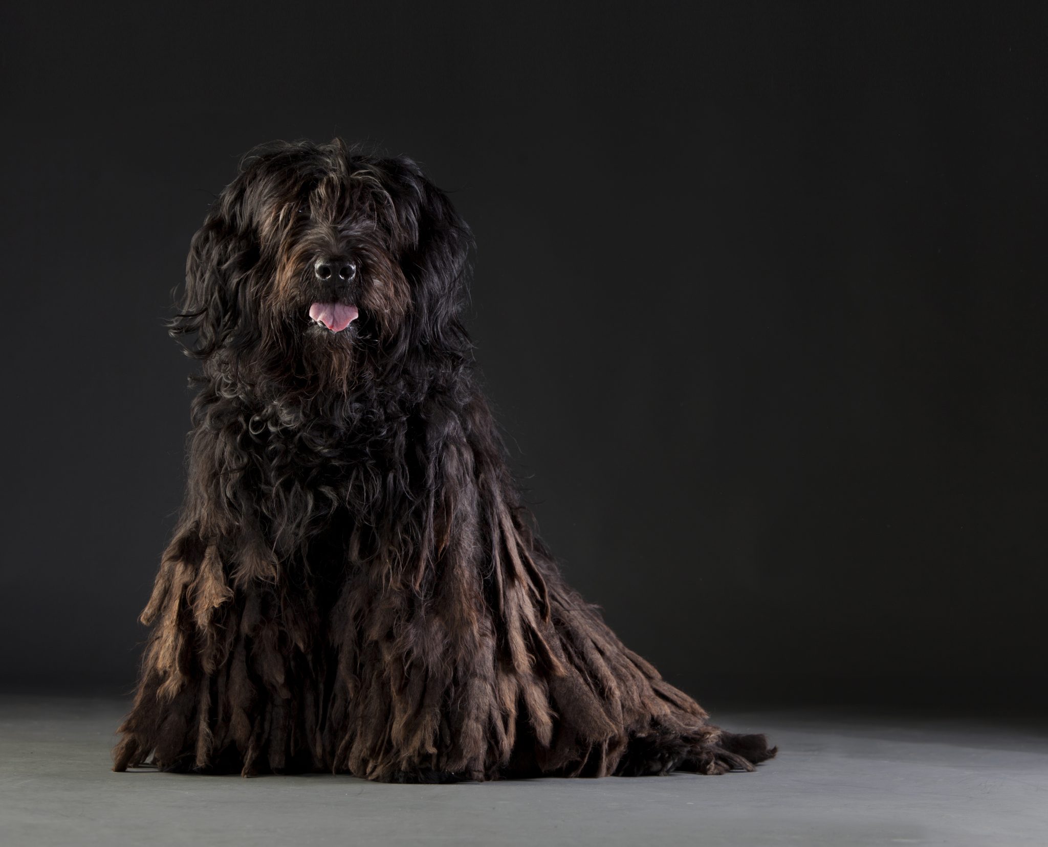 The Most Unusual 9 Dog Breeds That Look Like They Belong On Another ...