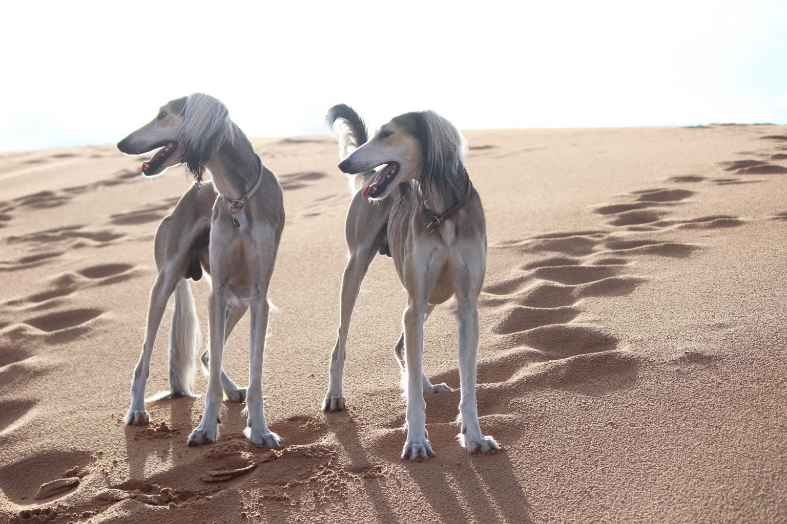 13 Mind-Blowing Ways Dogs Have Helped Humans Throughout History ...