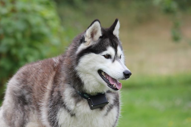 The 12 Most Popular Dog Breeds in Europe - iHeartDogs.com