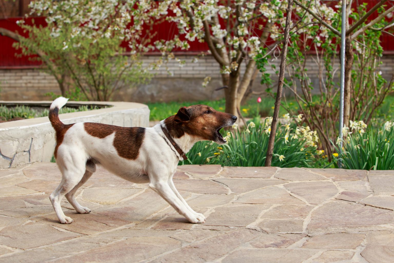 13 Secret Messages Dogs Send With Their Body Language - iHeartDogs.com