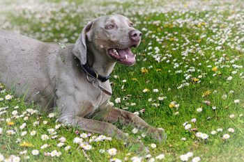 The 15 Dog Breeds With The Best Smelling Ability - iHeartDogs.com