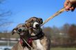 The History and Origin of the Whippet: A Comprehensive Look ...
