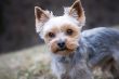 The 15 Most Popular House-Friendly Dog Breeds - iHeartDogs.com