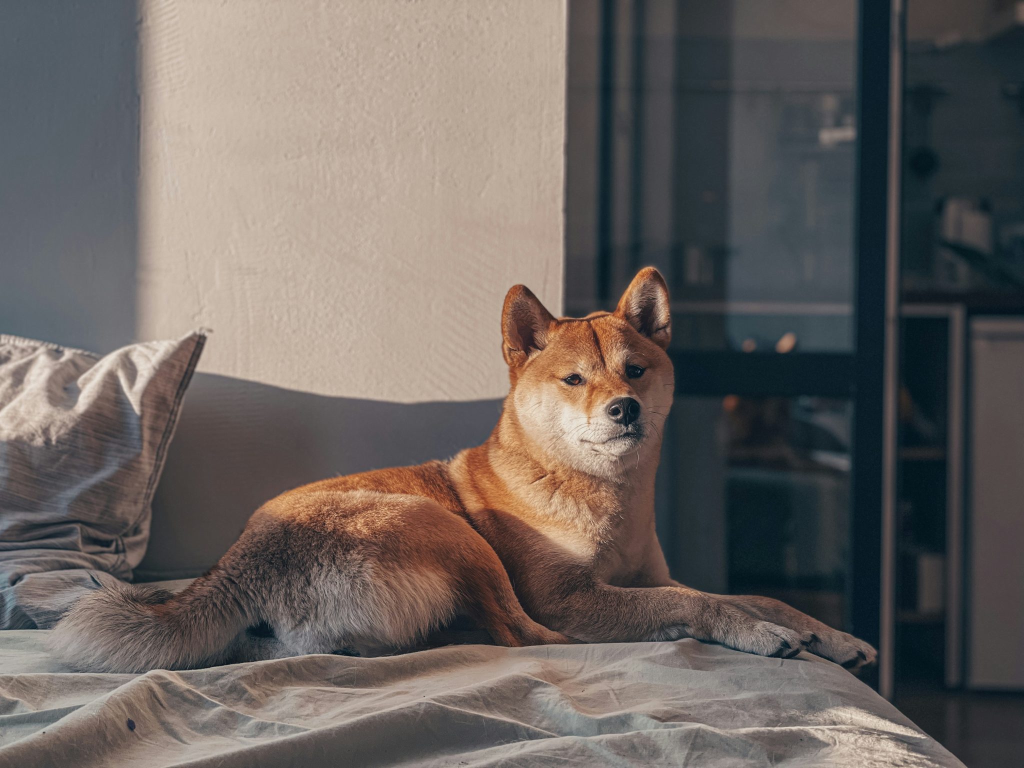 10 Dog Breeds with the Least Health Problems - iHeartDogs.com