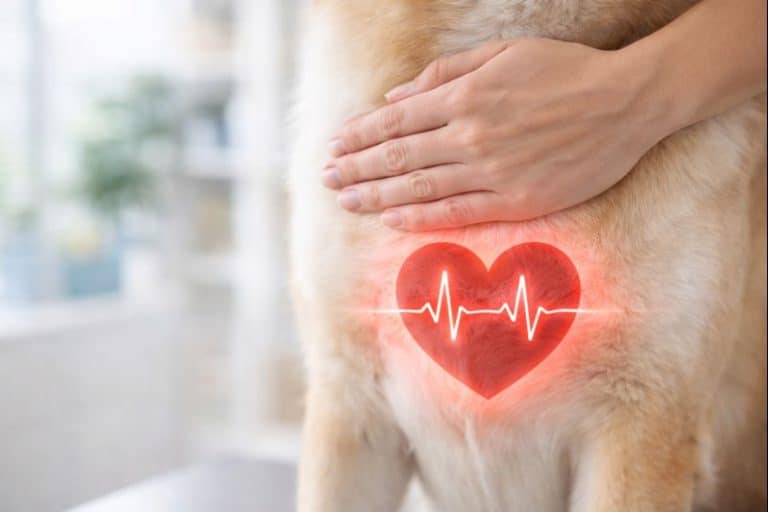 The 8 Dog Breeds Most Prone to Heart Disease - iHeartDogs.com