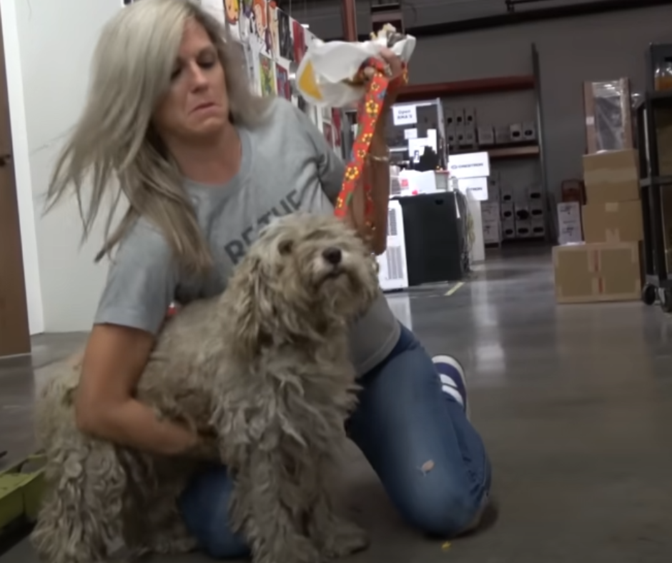 Miraculous Transformation of Stray Dog "French Fry" After Months of ...