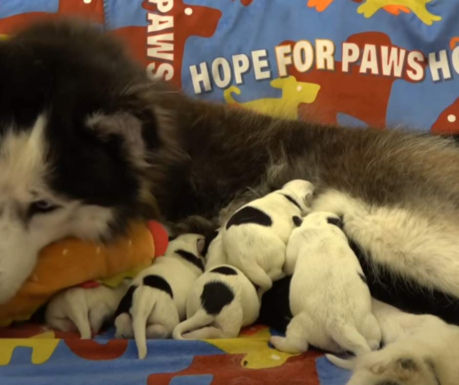 Pregnant Husky Mama Was Trapped On Construction Site As Rescuers Showed ...