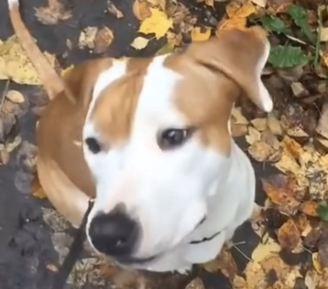 Dog Spun In Circles To Cope With Small Dirty Kennel, Cage Door ...