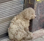 Clothing Store Shoppers Run Into 'Dirty' Homeless Dog And Gave Her A ...