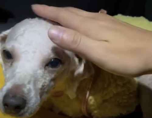 Clothing Store Shoppers Run Into 'Dirty' Homeless Dog And Gave Her A ...