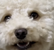 Clothing Store Shoppers Run Into 'Dirty' Homeless Dog And Gave Her A ...