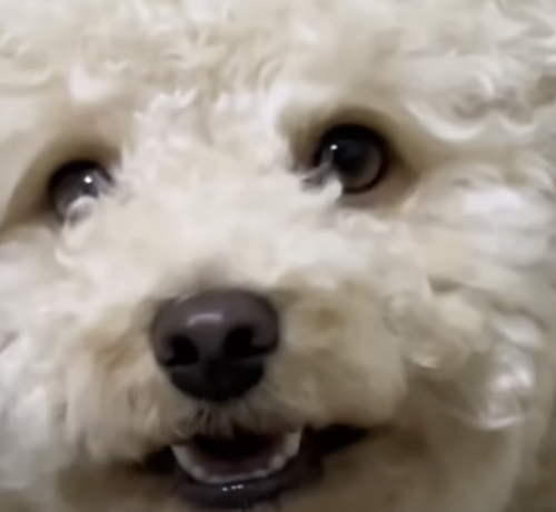 Clothing Store Shoppers Run Into 'Dirty' Homeless Dog And Gave Her A ...