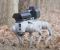 Robotic Dog Flamethrower Is Lighting Up The Internet, Meet The ...